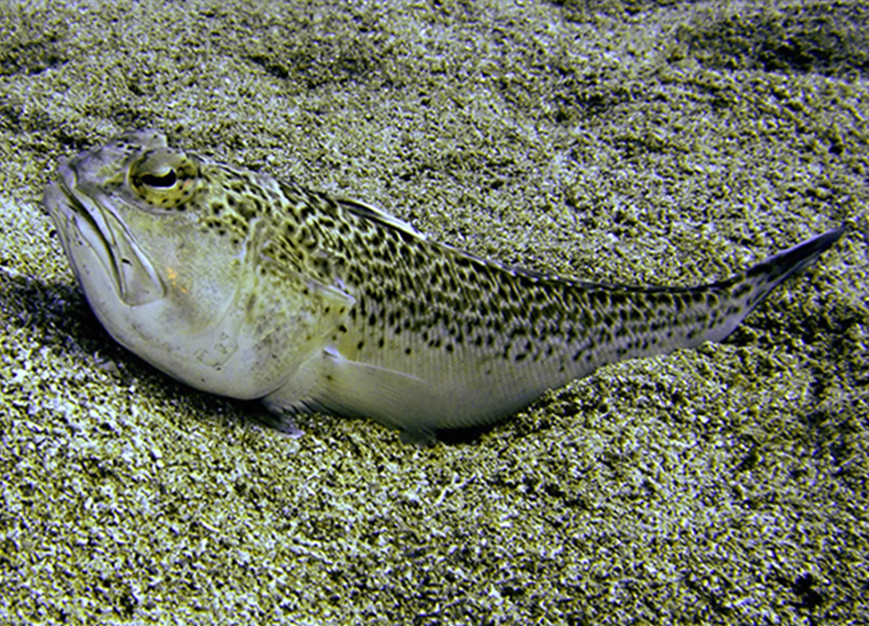 Weever Fish: Facts, Dangers, And Treatment